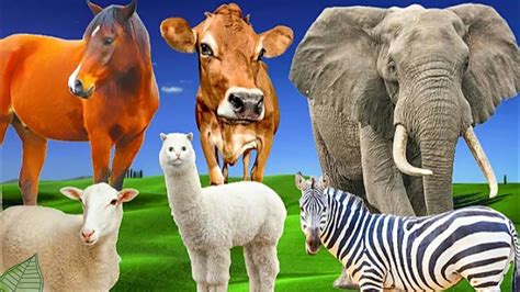 Image result for KidVision Real Animals