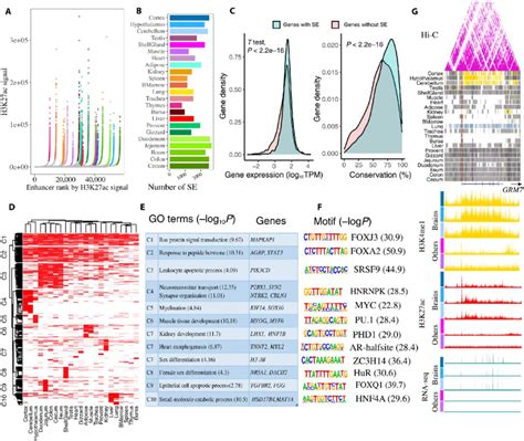 Image result for Super-Enhancer