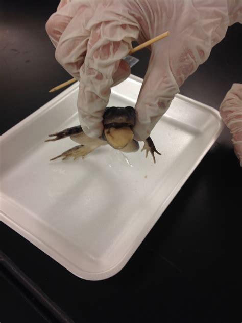 Image result for Tree Frog Dissection