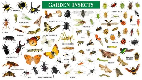 Image result for All Insects