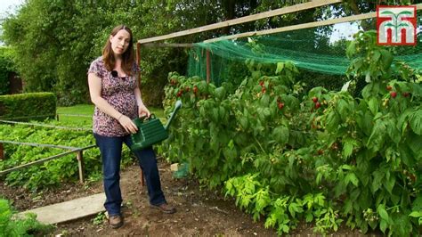 Image result for How to Plant Raspberry