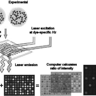 Image result for DNA Microarray Steps