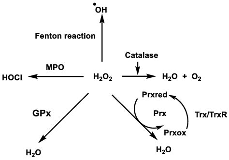 Image result for Catalase H2O2 Reaction
