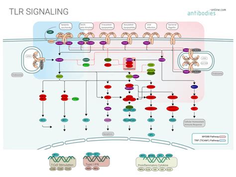 Image result for TLR Signaling Pathway