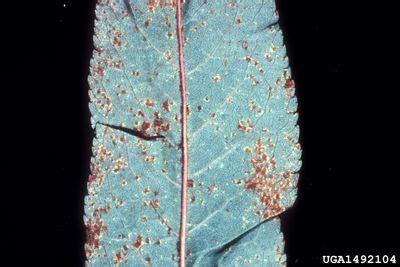 Image result for Cherry Tree Rust