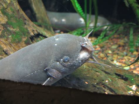 Image result for Electrical Fish