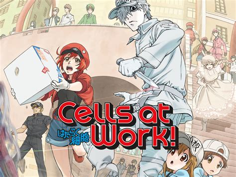 Image result for Cells at Work Net TV