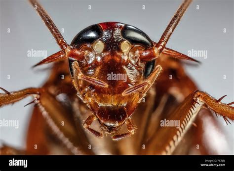 Image result for Cockroach Close Up