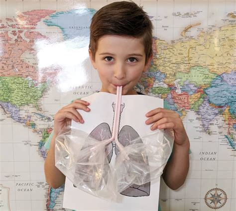 Image result for Respiratory System Science Project