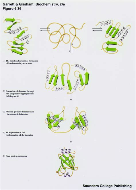 Image result for Computer Simulation of Protein Folding
