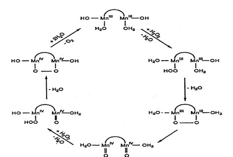 Image result for H2O2 Decomposition Reaction