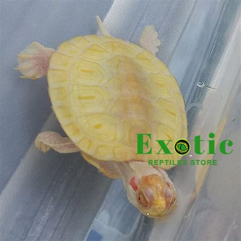 Image result for Red Ear Turtle