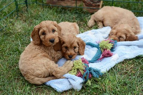 Image result for Cockapoo Breeders