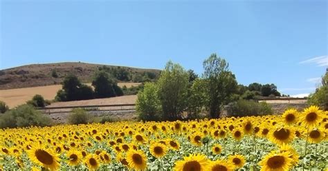 Image result for Wikimedia Creative Commons