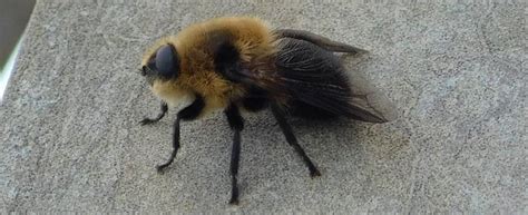 Image result for Mouse Bot Fly