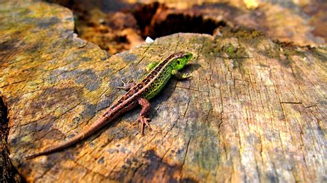 Image result for Tree Lizard Trap