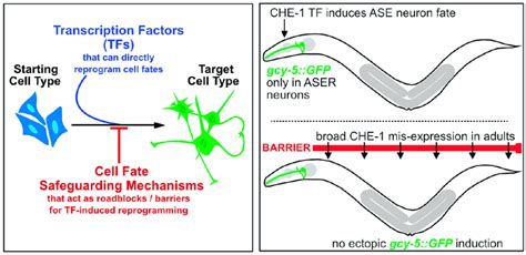 Image result for Cell Fate Reprogramming
