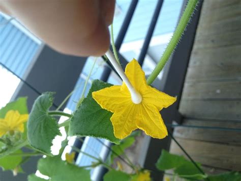 Image result for How to Manually Pollinate Cucumbers