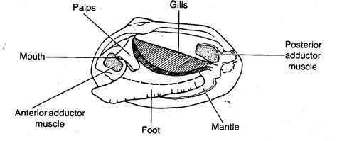 Image result for Clam Dissection