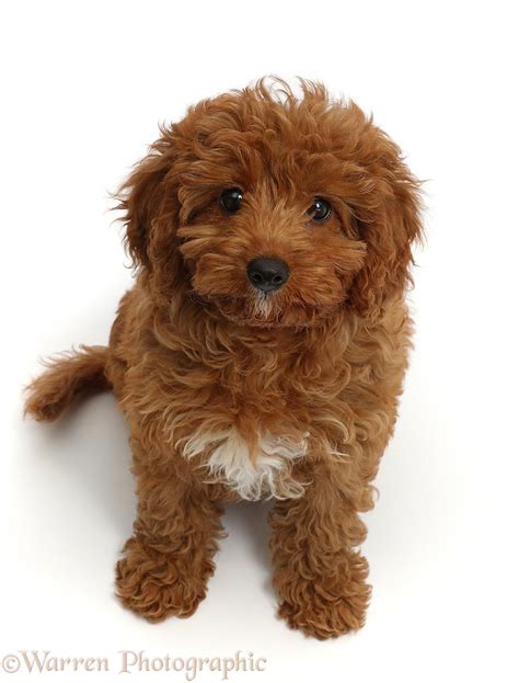 Image result for Red Toy Cavapoo