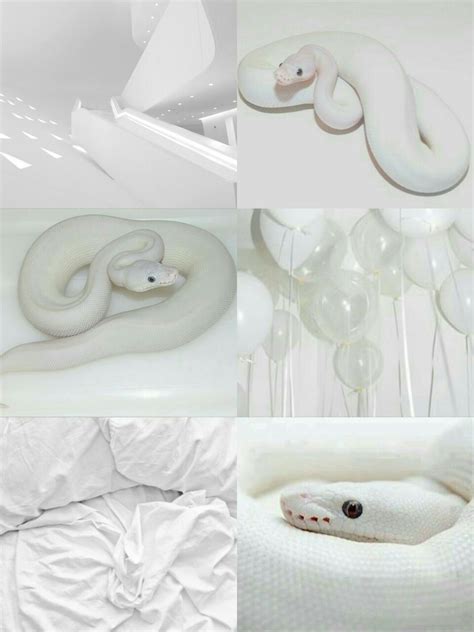 Image result for Python Pic Asthetic