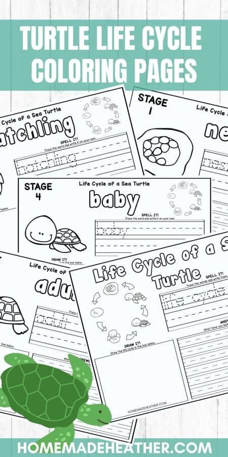 Image result for Turtle Life Cycle Coloring Sheets