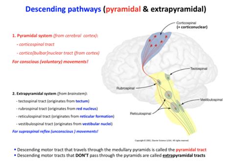 Image result for Extrapyramidal Activity