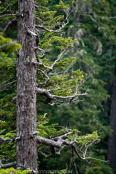 Image result for Subalpine Fir Tree