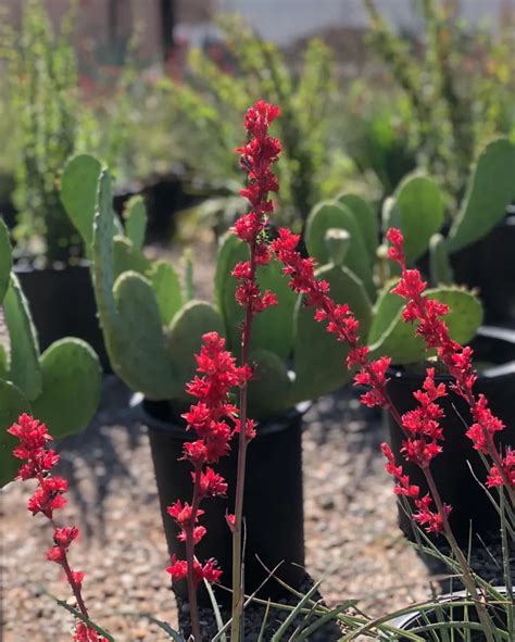 Image result for Garden Gopher