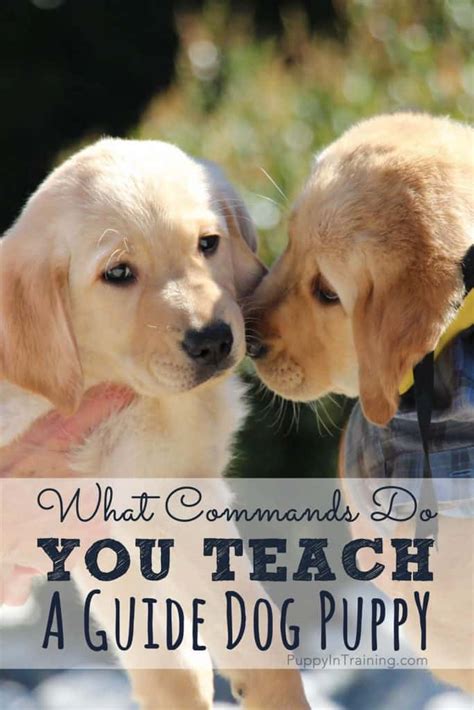 Image result for Training a Guide Dog