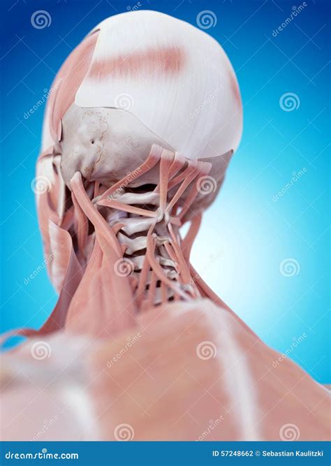 Image result for Neck Muscles Front View