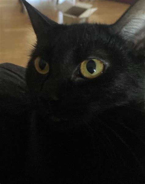 Image result for Toothless in Real Life