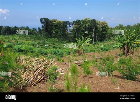 Image result for Java Island Landscape