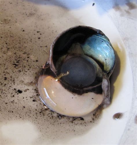 Image result for Cow Eye Dissection