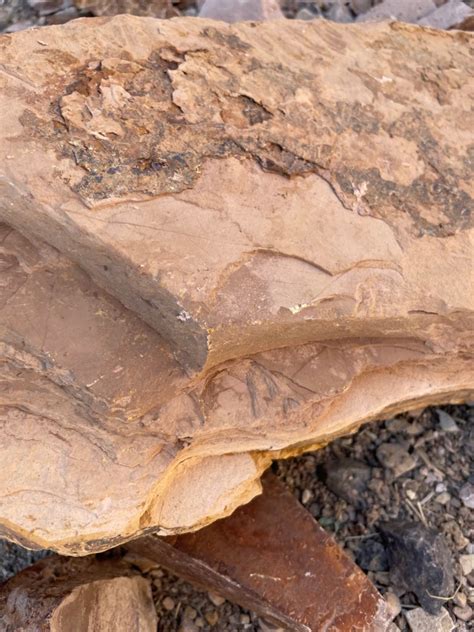 Image result for Fossil Digging