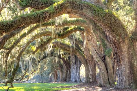 Image result for Live Oak Tree Planting Tips