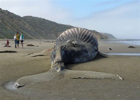 Image result for Whales Exploding When Beached