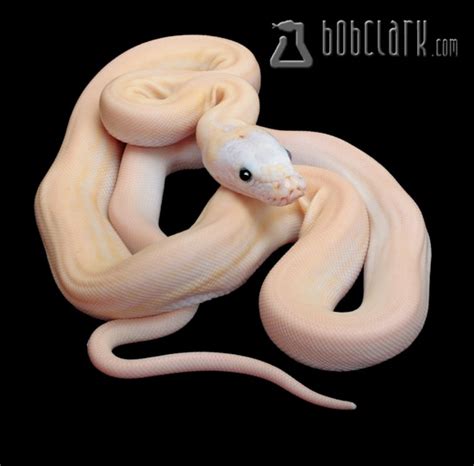 Image result for Ivory Reticulated Python