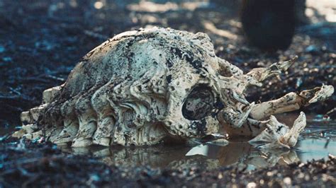 Image result for Alien Predator Hollywood/Movie