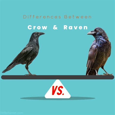 Image result for Crow Vs Raven Differences