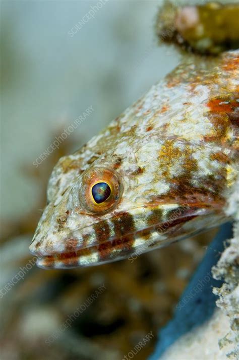 Image result for Lizard Fish