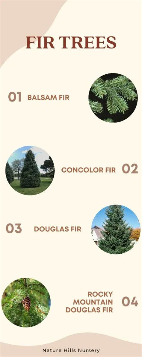 Image result for Fir Tree Identification