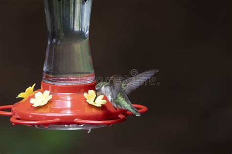 Ruby Throated Hummingbird stock photo. Image of flight - 327485068