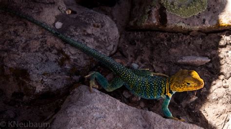 Image result for Blue Collared Lizard