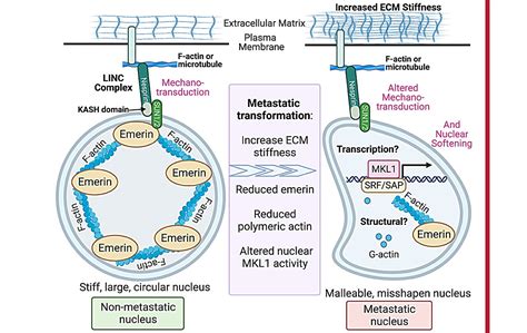 Image result for Nuclear Envelope Dissolution