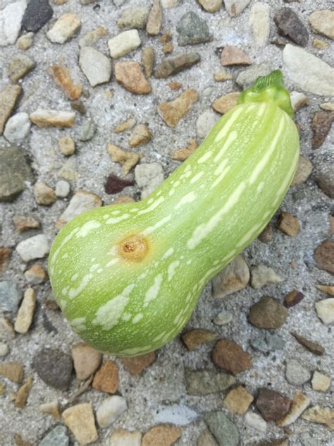 Image result for Lesser Pumpkin Fly