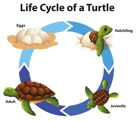 Image result for Turtle Life Cycle Videos