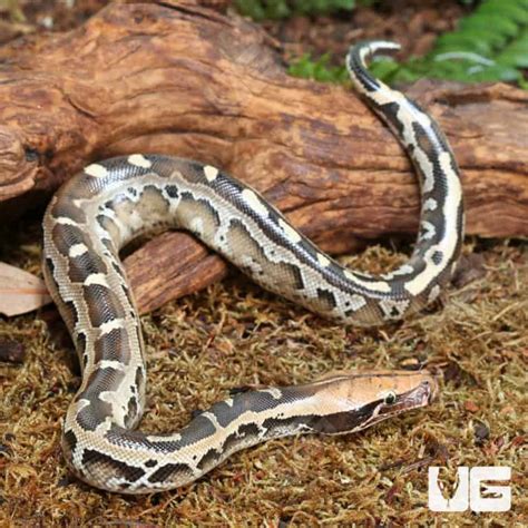 Image result for Baby Blood Python