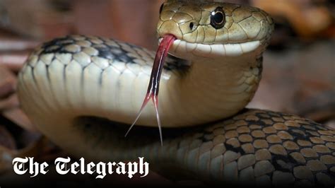 Image result for Python Eats Chicken