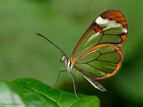 Image result for Most Beautiful Insects